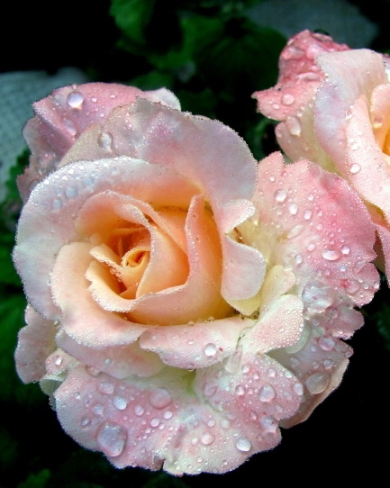 Роза чайно-гибридная `Фиджи`, Rosa (HT) `Fiji` ® | СадПарад